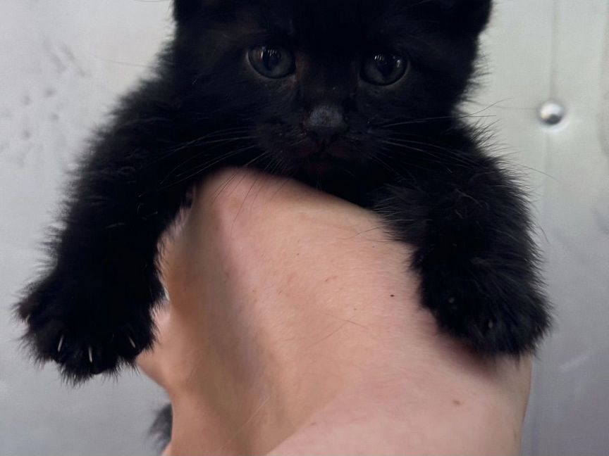 Котятенок добрые руки девочка