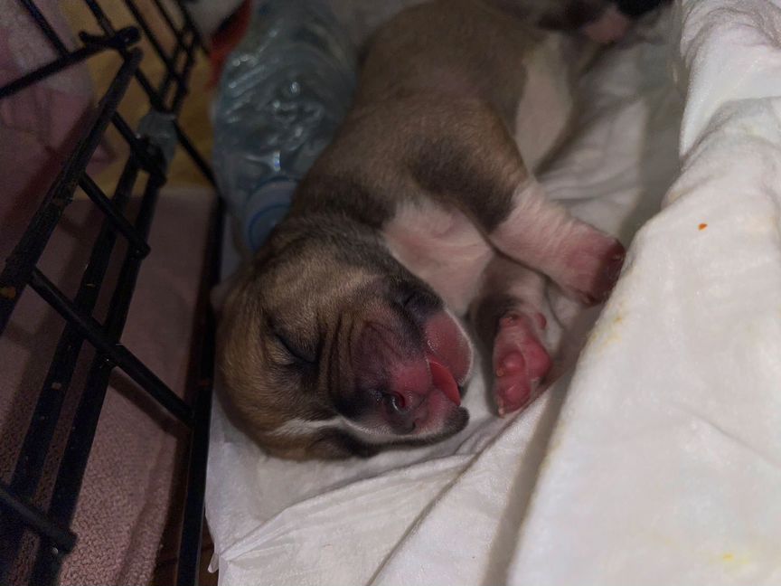 Щенки амстаффа