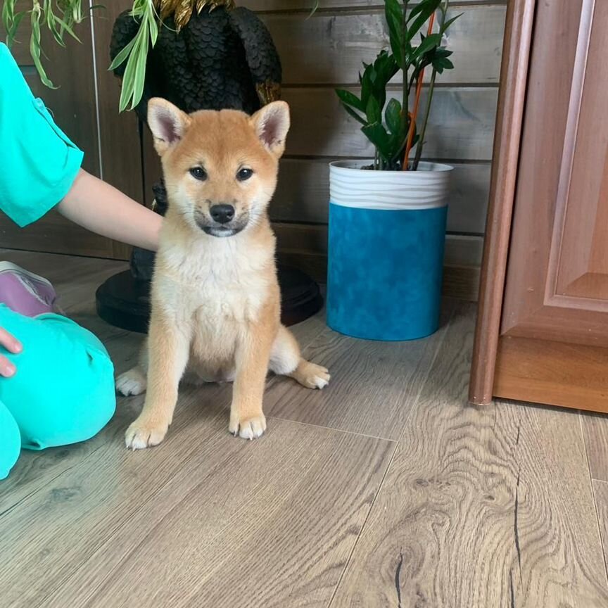 Щенки сиба ину