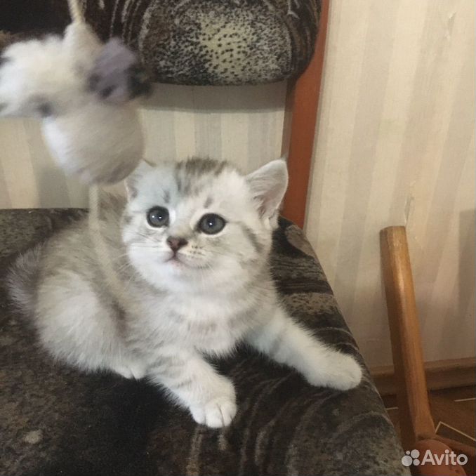 Хвостатики