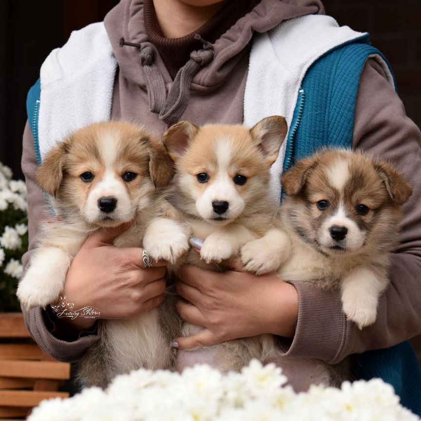 Вельш корги пембро мальчики и девочки