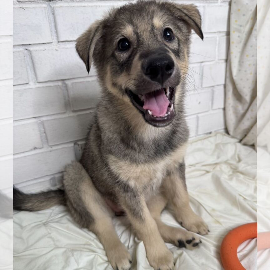 Щенок в добрые руки