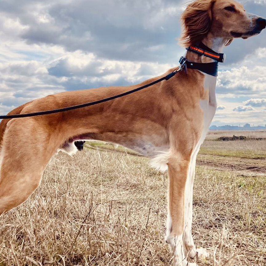 Салюки вязка