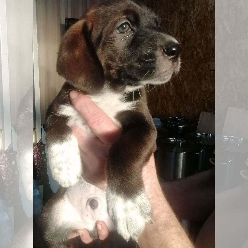 Кокер спаниель, щенок