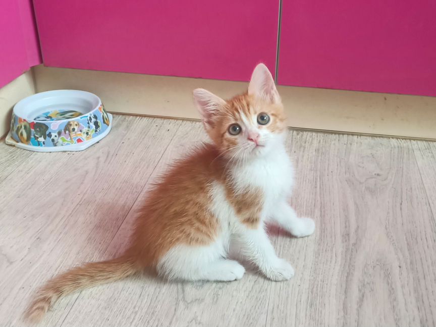 Котька