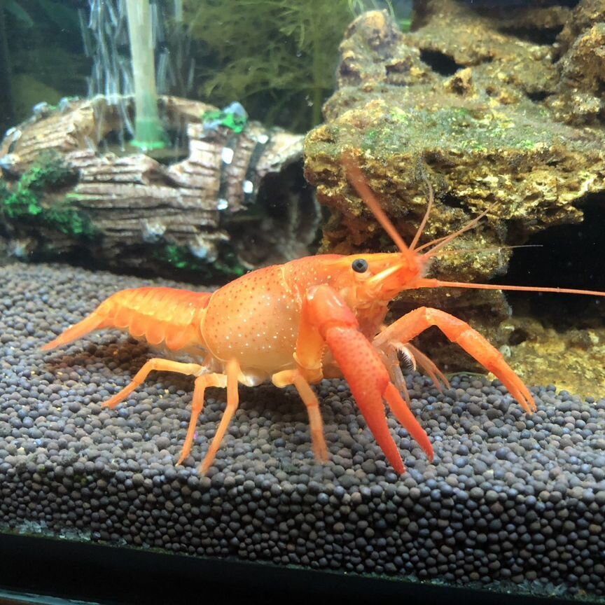 Рак аквариумный калифорнийский