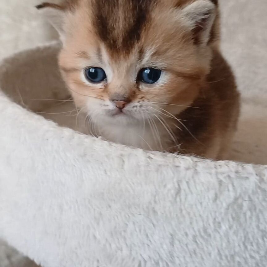 Коротколапые котята