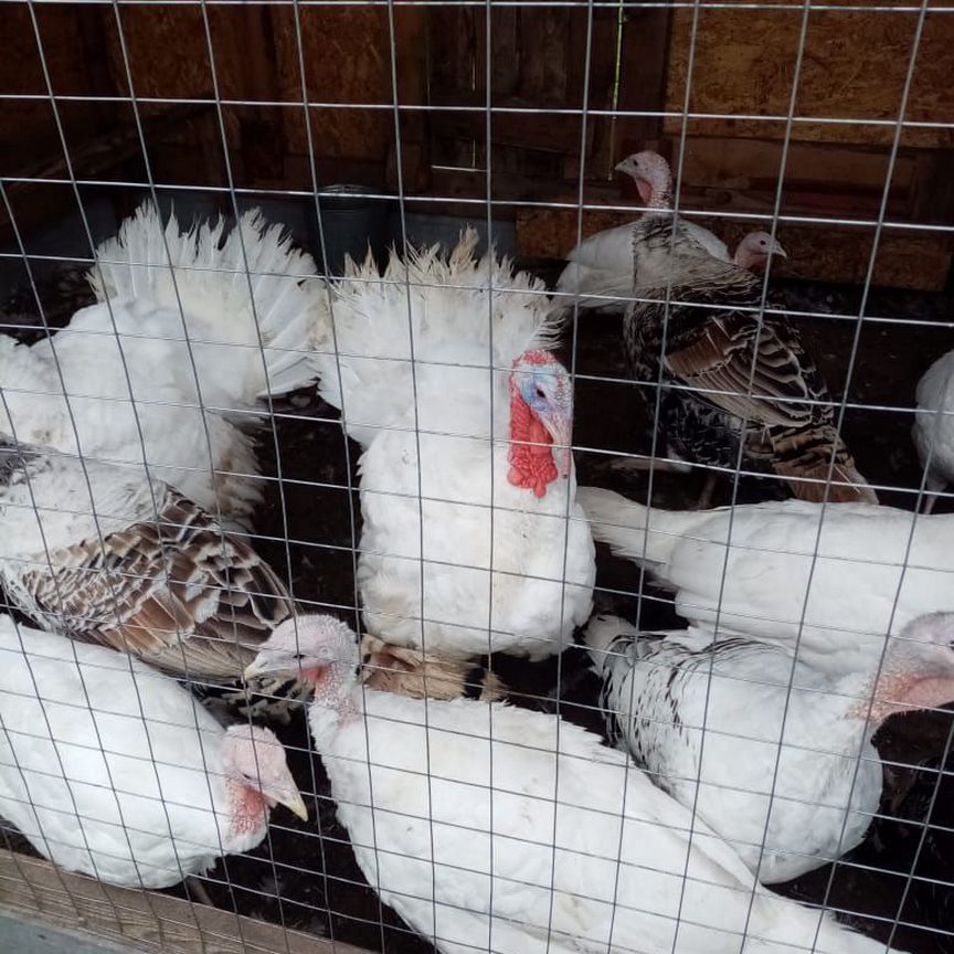 Продам индюков 4 месяца