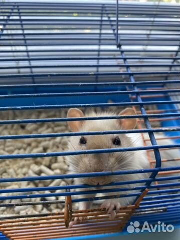 Отдам крысу с клеткой