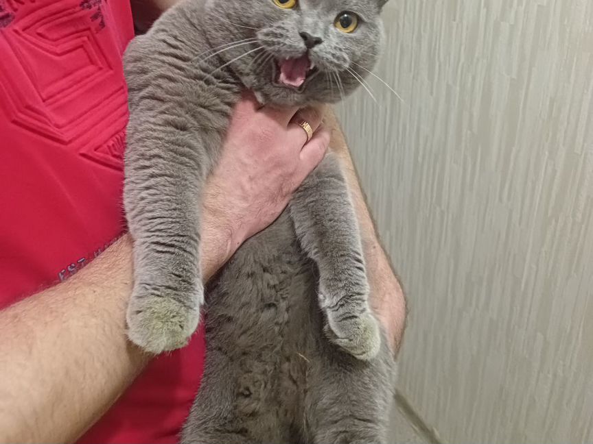 Британский кот в добрые руки