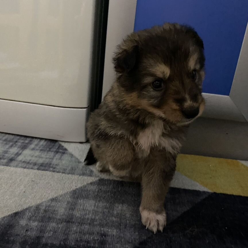 Щенок в добрые руки