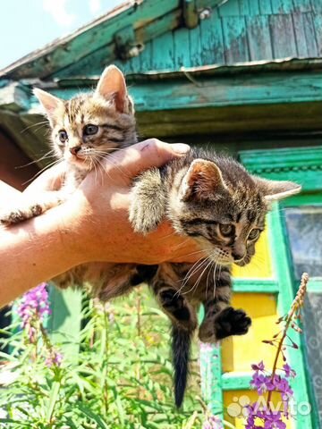 Котята Сибирской любви