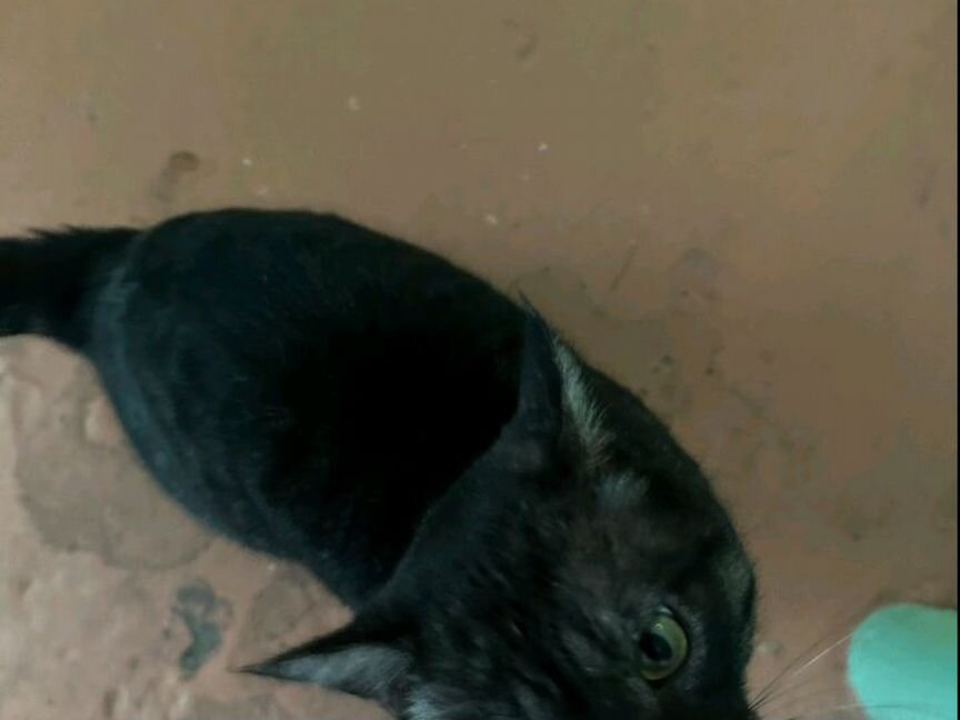 Кот