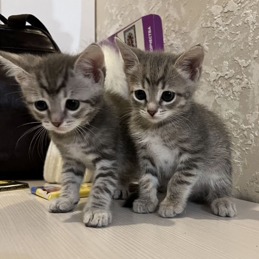 Шотландская