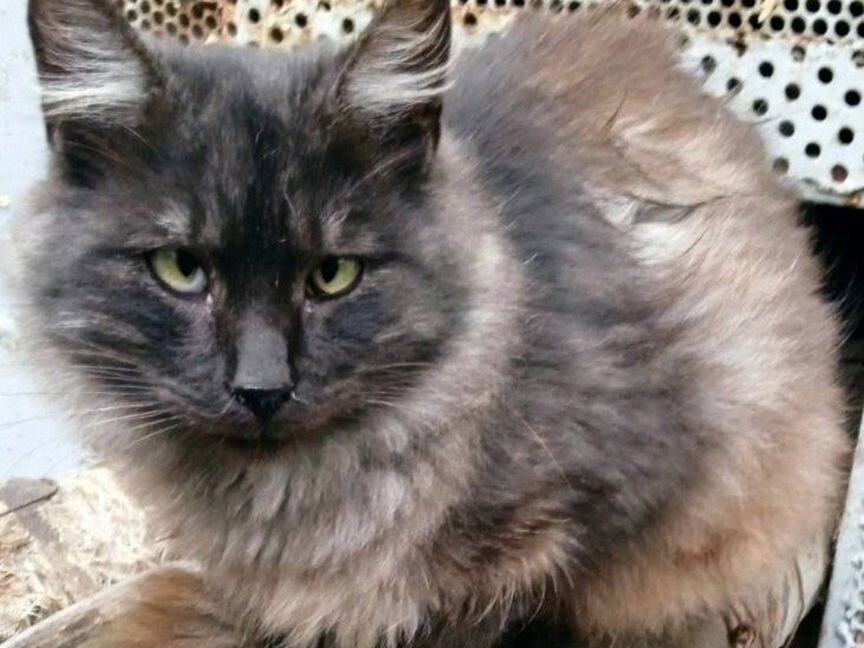 Просто Кот