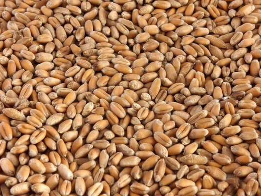 Ячмень, пщеница