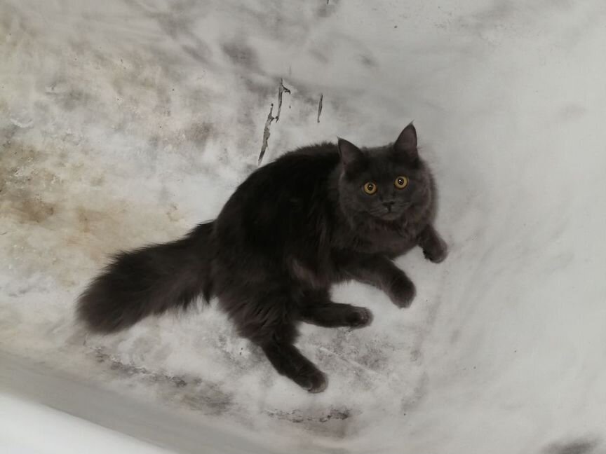 Кошечка в добрые руки