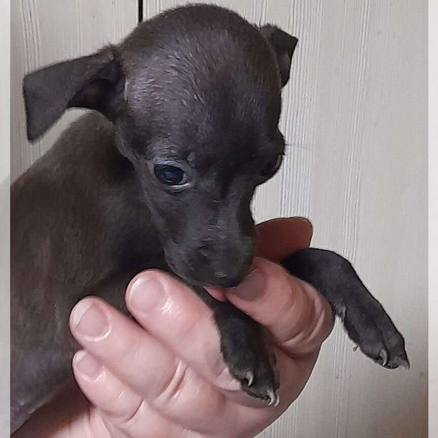 Щенки левретки