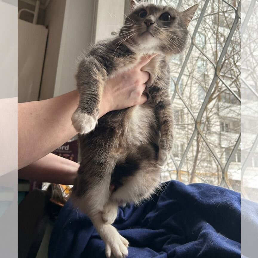 Взрослая, кошка в добрые руки