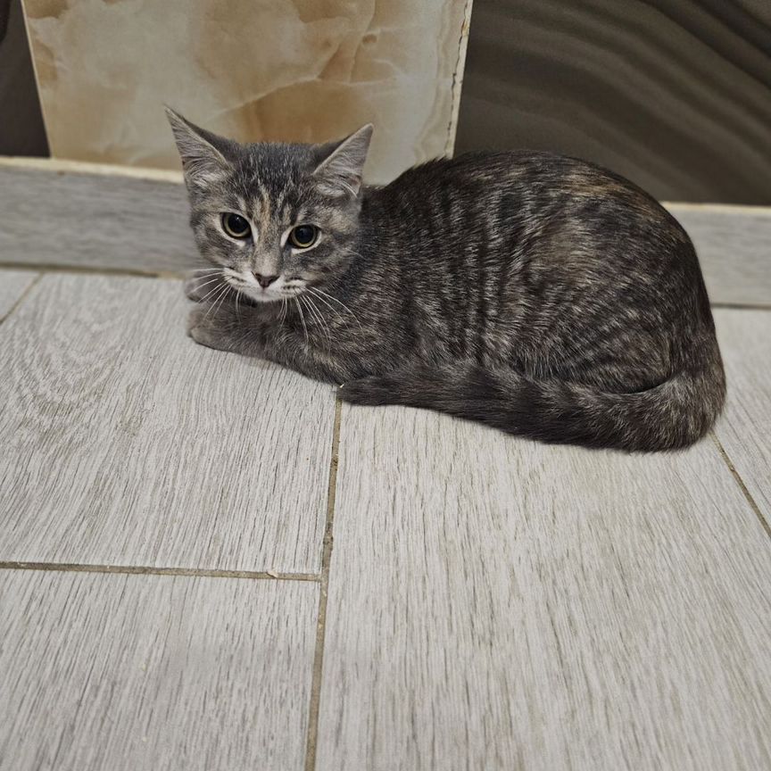 Кошки в добрые руки