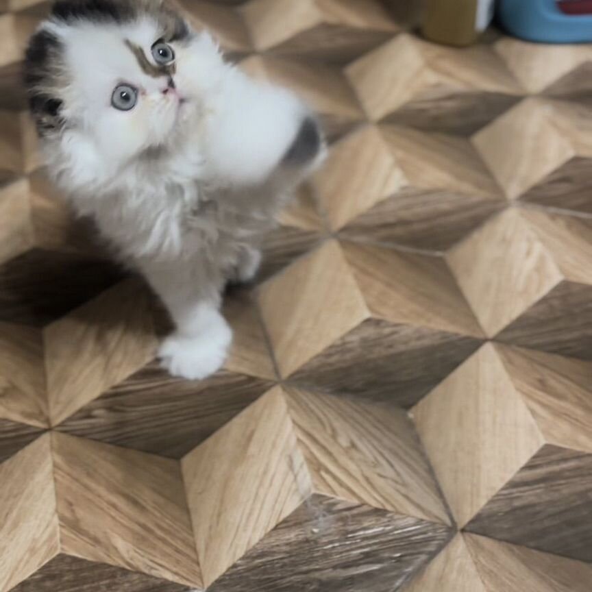 Шотландский вислоухий котенок