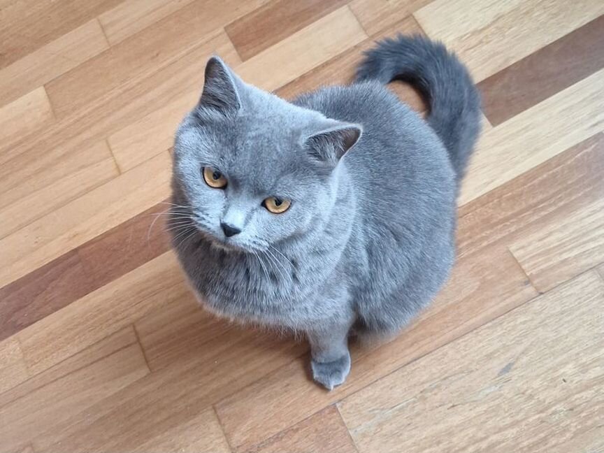 Британка в дар