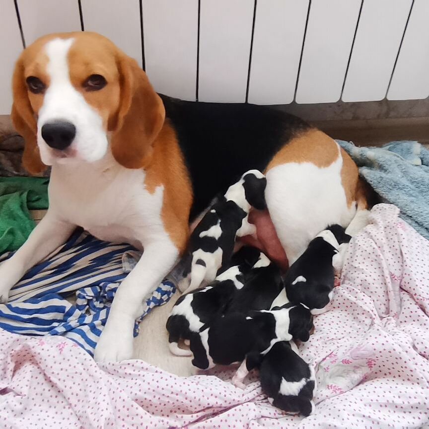 Щенки бигль