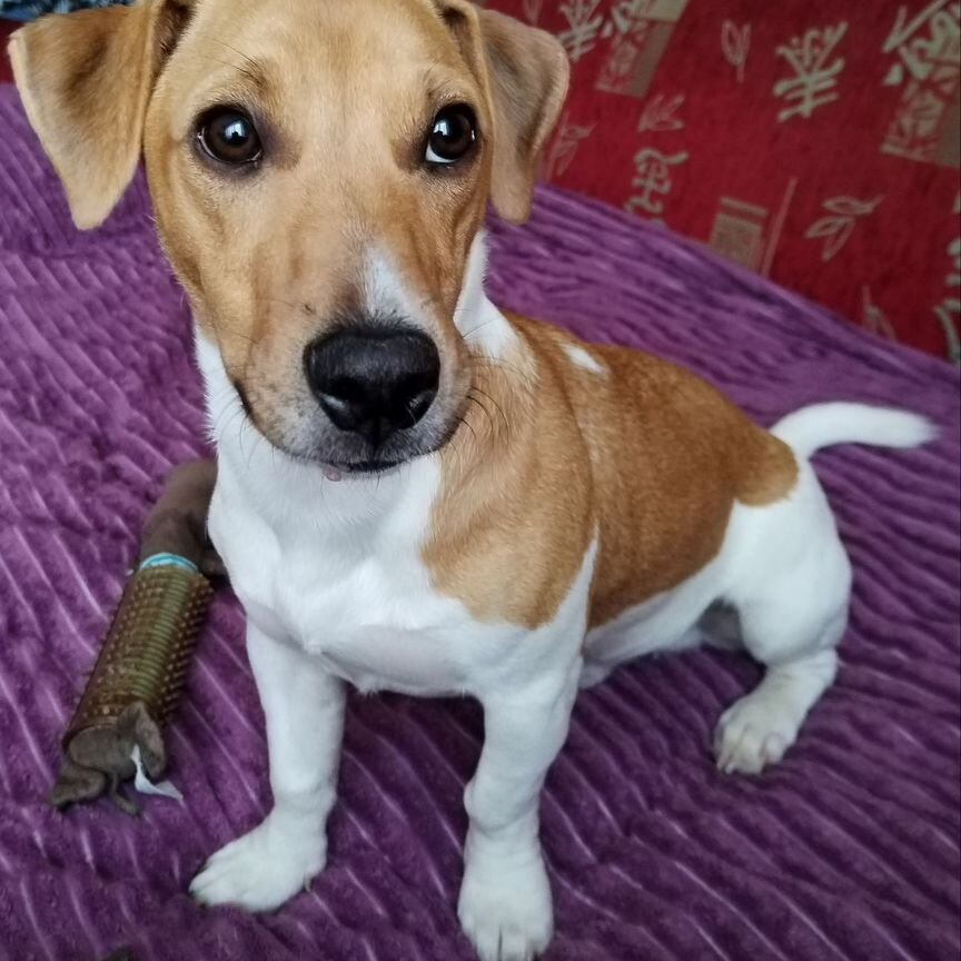 Джек Рассел вязка