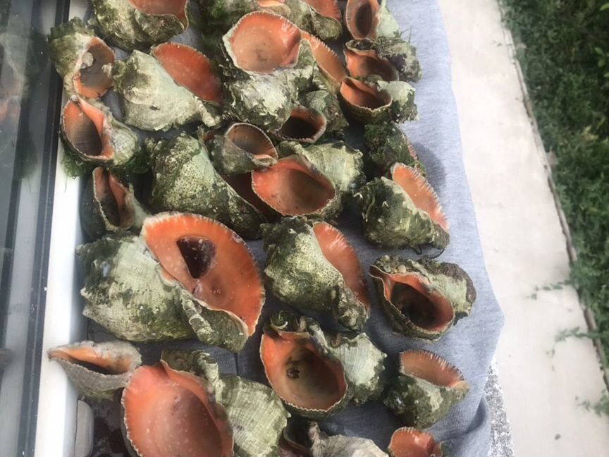 Морская ракушка