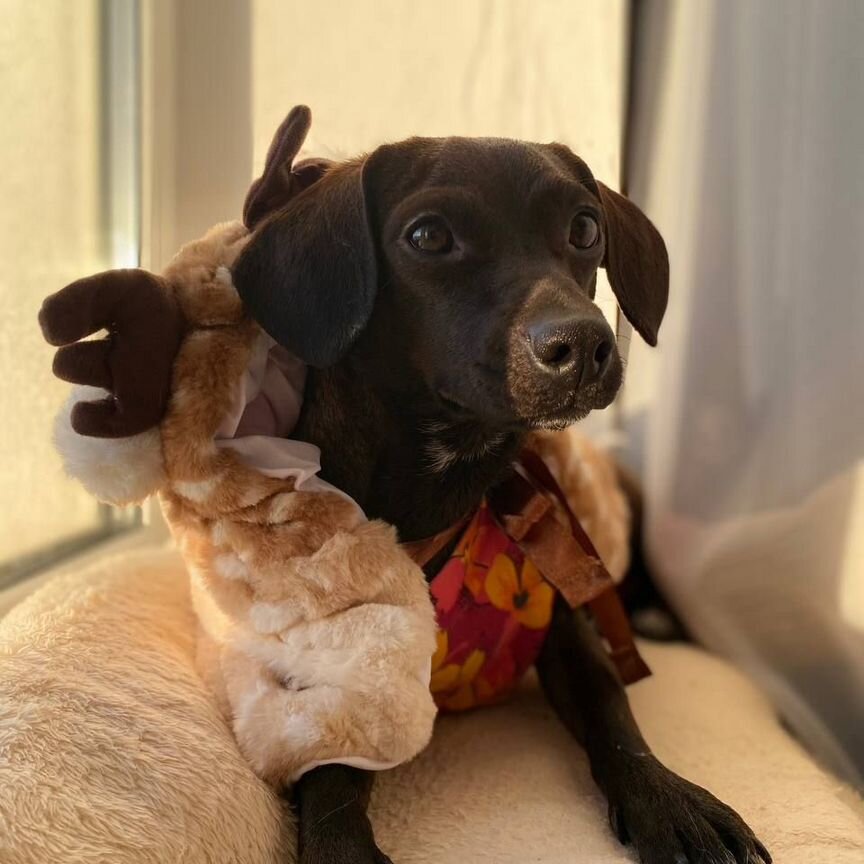 Шоколадная Моника