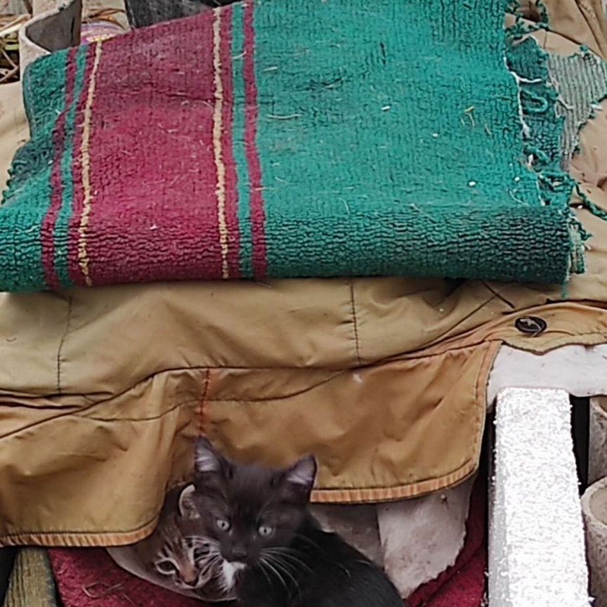 Котята ищут дом