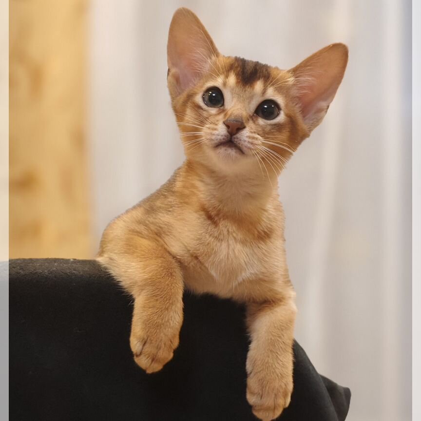 Абиссинский котёнок