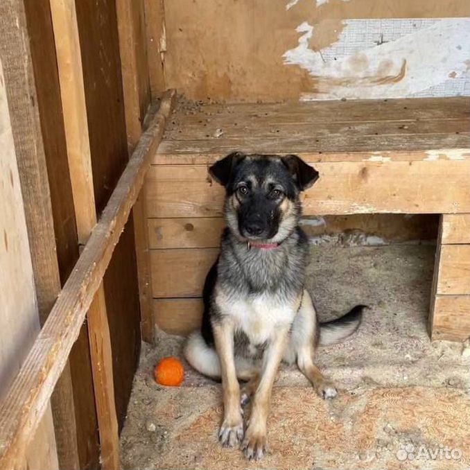 Шейла ищет дом