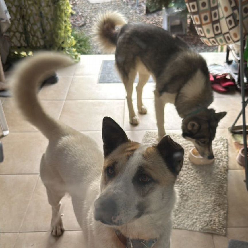 Милейший песик в добрые руки