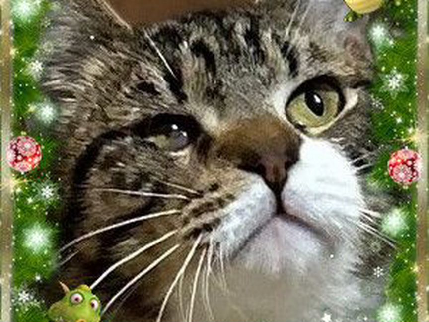 Очень классный котик Шанечка в поисках дома