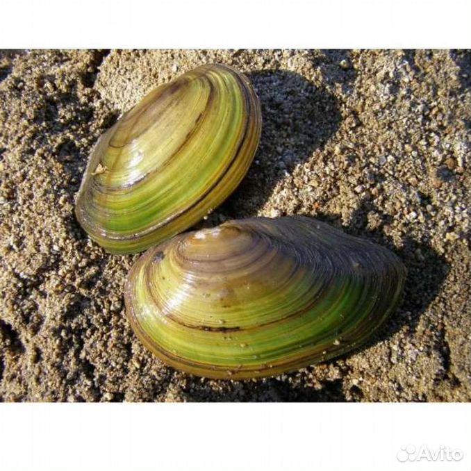 Перловица обыкновенная для пруда