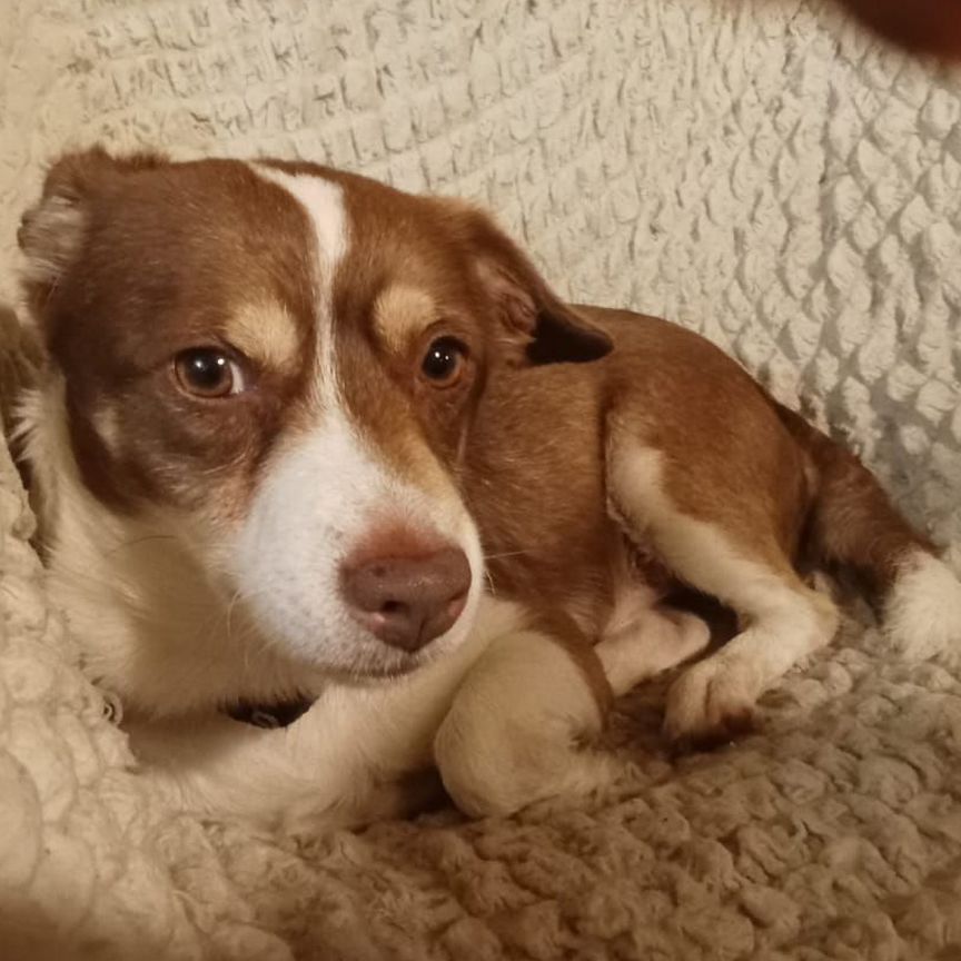 Собака в добрые руки