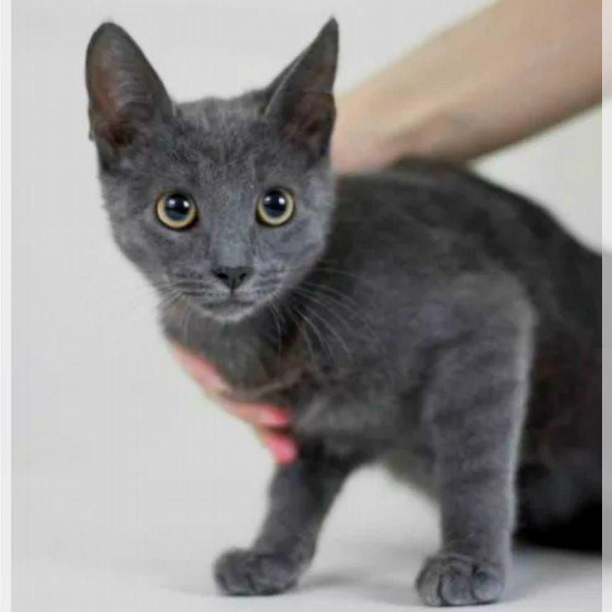 Бесплатно в добрые руки