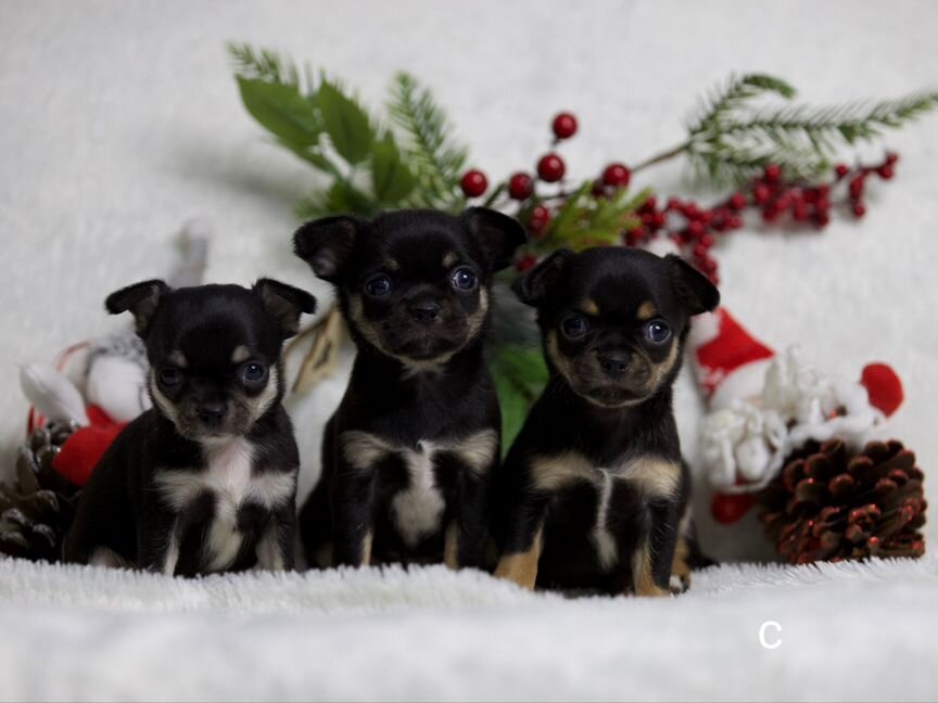 Щенки чихуахуа мини. РКФ. Чип и клеймо