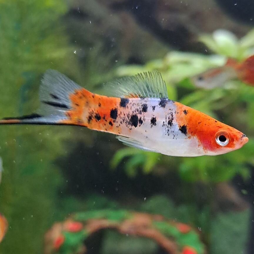 Меченосец Кой- Кохаку