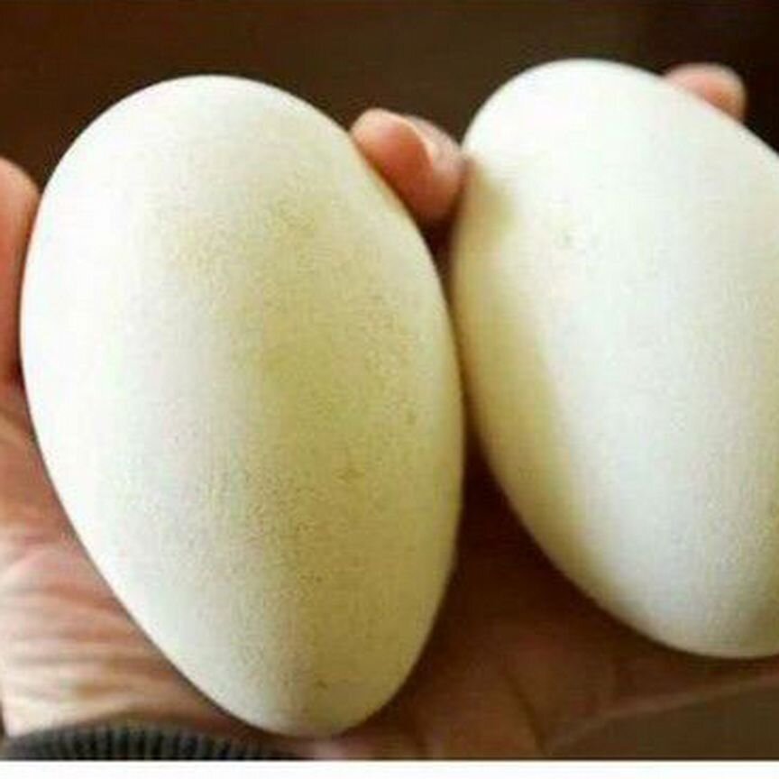 Яйцо гусиное инкубационное