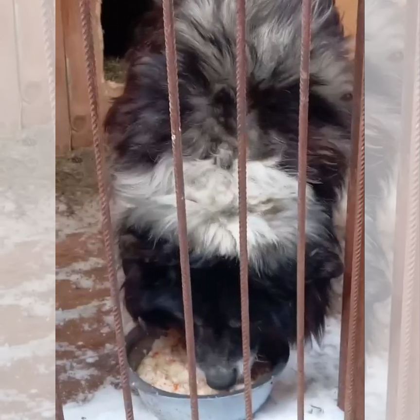 Взрослый пёс в добрые руки