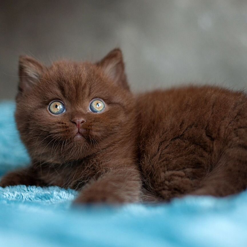 Шоколадный мальчик 1.5 мес