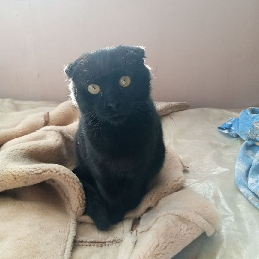 Котёнок породистый вислоухий