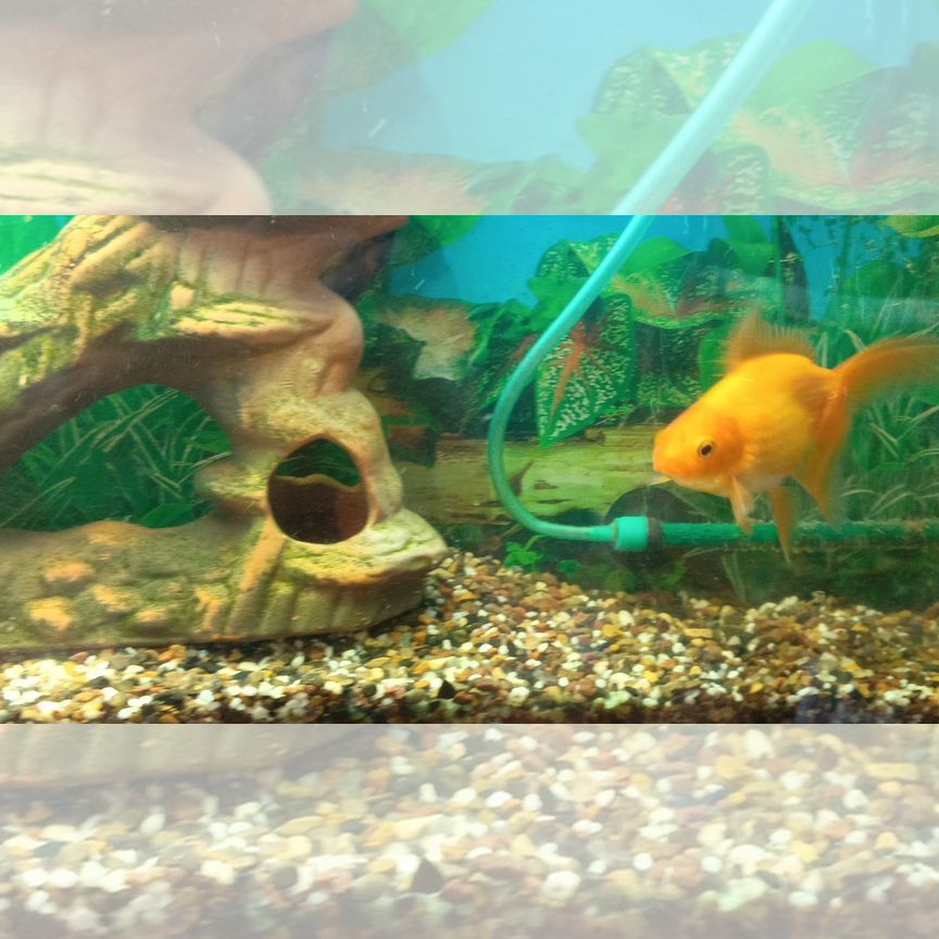 Золотая рыбка