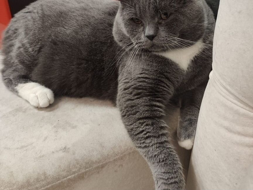 Вязка с британским котом