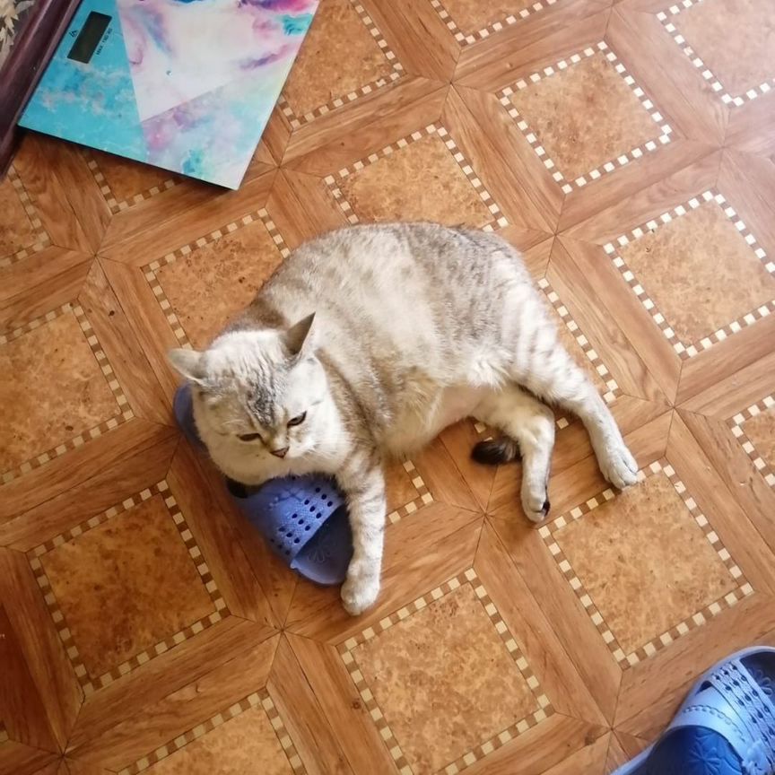 Шатланская кошка