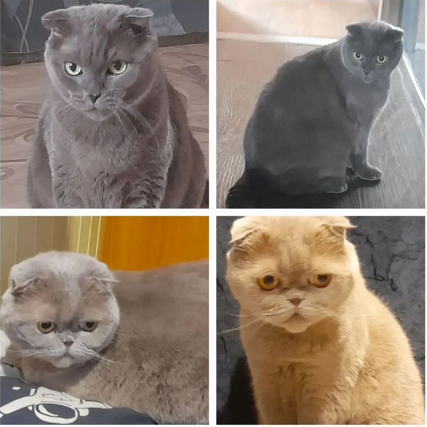 Шотландский вислоухий короткошёрстный, взрослый кот