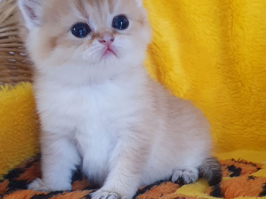 Золотые котятки