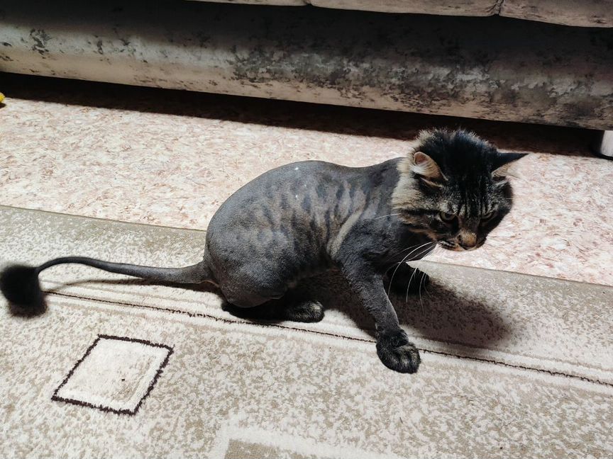 Отдам бесплатно кота в добрые руки